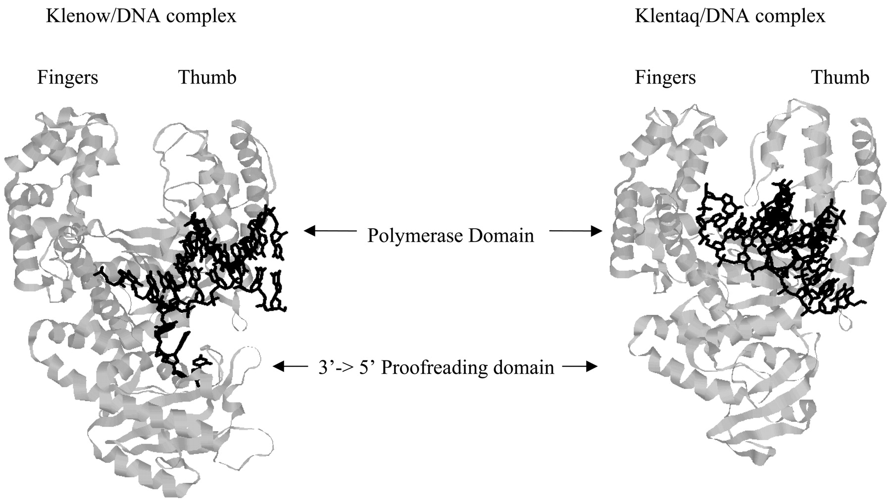 Untitled Document [www.licatalab.biology.lsu.edu]